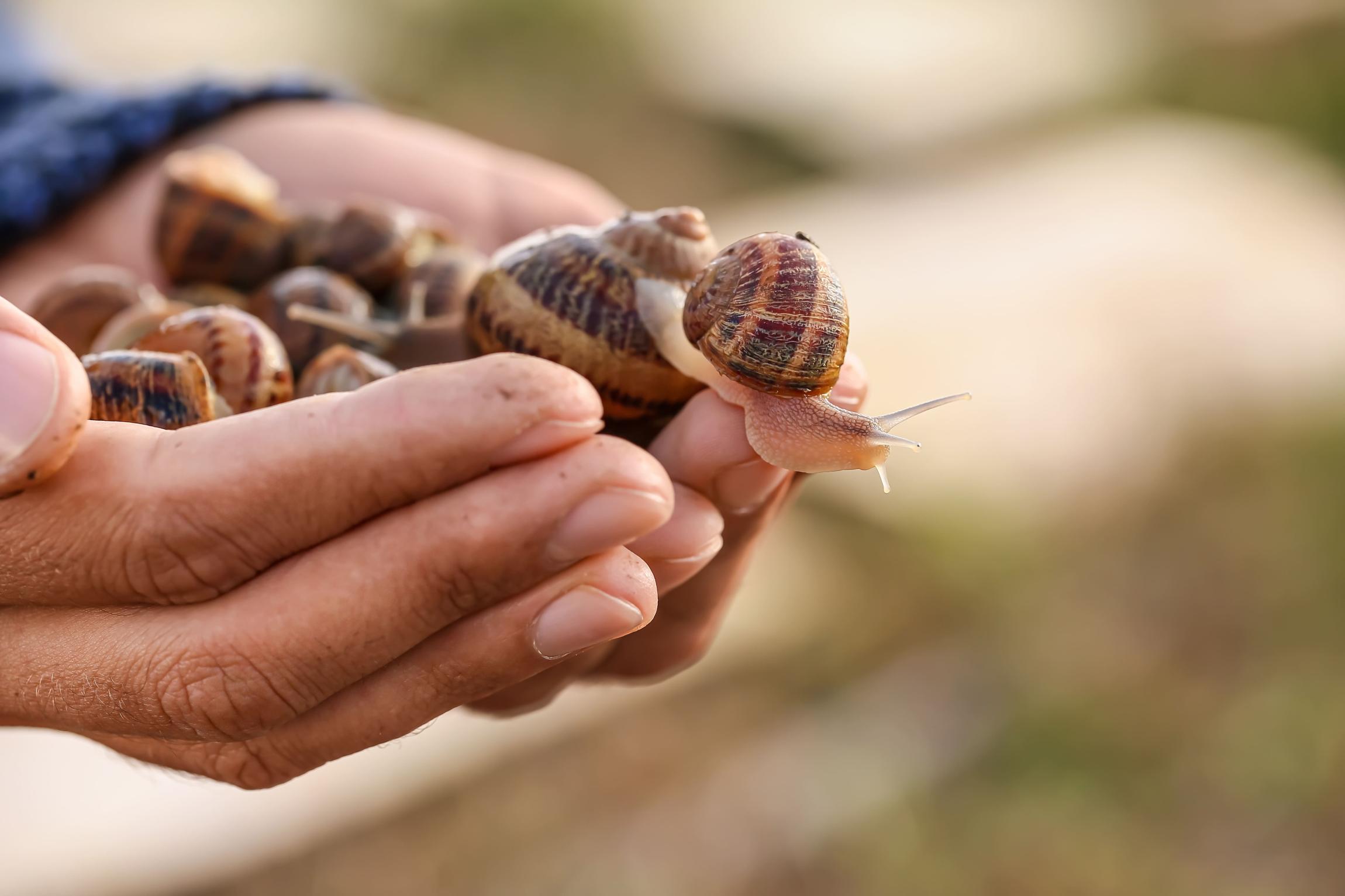 Escargots élevés en plein air à Aubenas - Les Escargots Du Pont